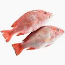 Red Snapper Size M
